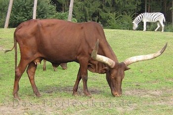 Watussi-Rind: Afrikanisches Hausrind mit mächtigen Hörnern