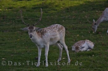 Damhirsch: Der heimische Waldbewohner im Portrait - Das-Tierlexikon.de