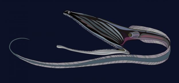 Knochenfische - Infos, Bilder und Fotos zu der Unterart der Fische