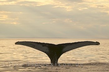 Buckelwal: Der bekannte Bartenwal im Portrait - Das-Tierlexikon.de