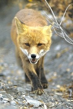 Rotfuchs: Alles zum Waldbewohner mit dem buschigen Schwanz - Das ...