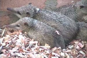 Großer Tanrek - Das-Tierlexikon.de