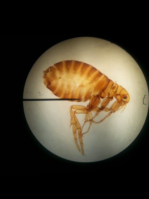 Flöhe: So können Sie die Parasiten bei Mensch und Tier bekämpfen