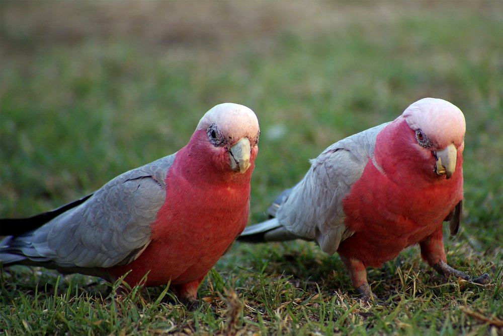 Kakadu: Tipps zur Haltung der schönen und anspruchsvollen Vögel