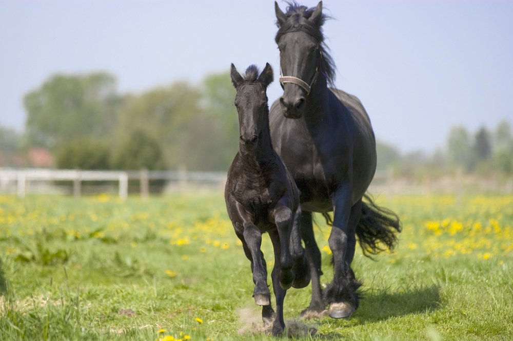Friesen: Die schwarzen Perlen unter der Pferden - Das-Tierlexikon.de