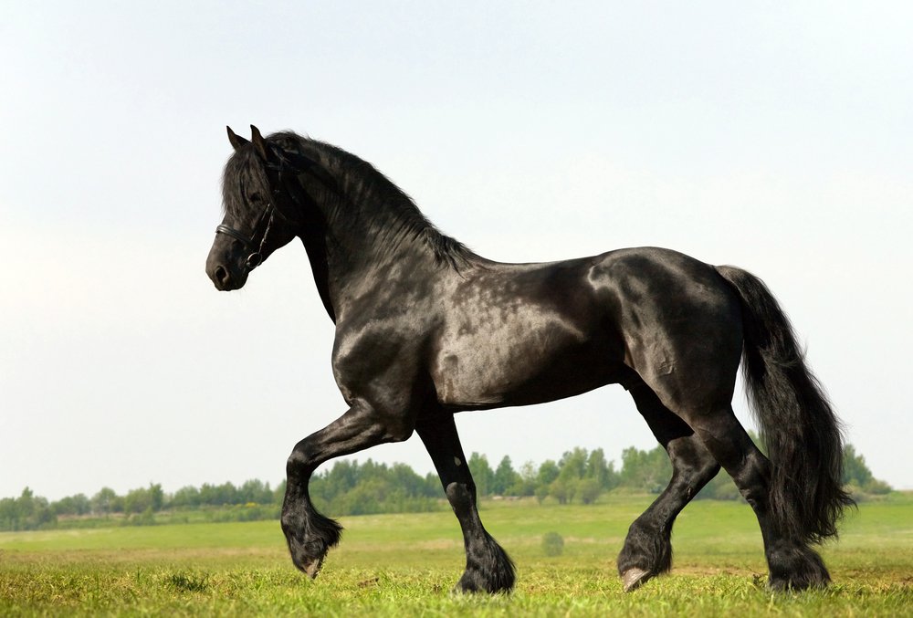 Friesen: Die schwarzen Perlen unter der Pferden - Das-Tierlexikon.de