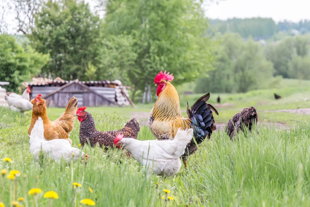 Huhn: Ein praktisches Haustier für den Garten - Das-Tierlexikon.de
