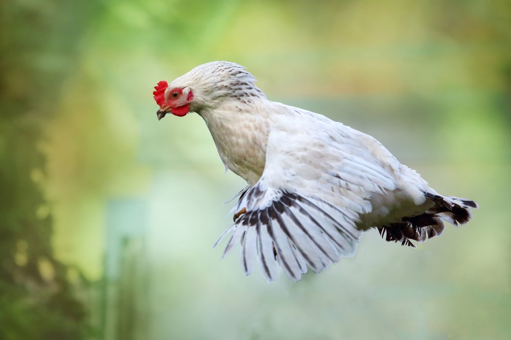Huhn: Ein praktisches Haustier für den Garten - Das-Tierlexikon.de