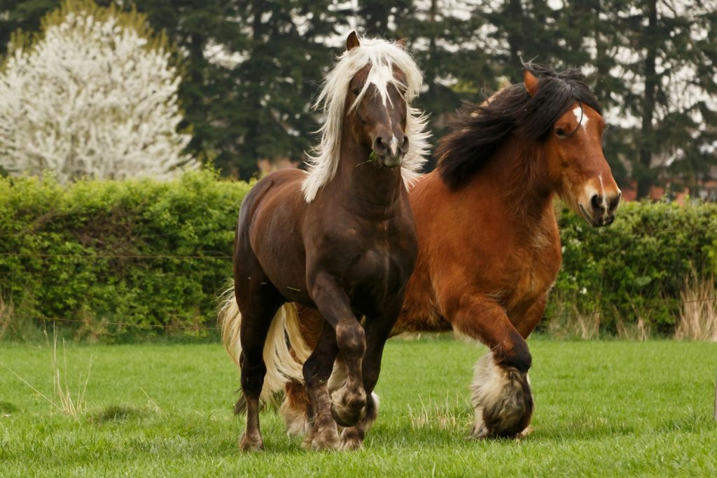 Kaltblüter: Die sanften Riesen im Portrait - Das-Tierlexikon.de