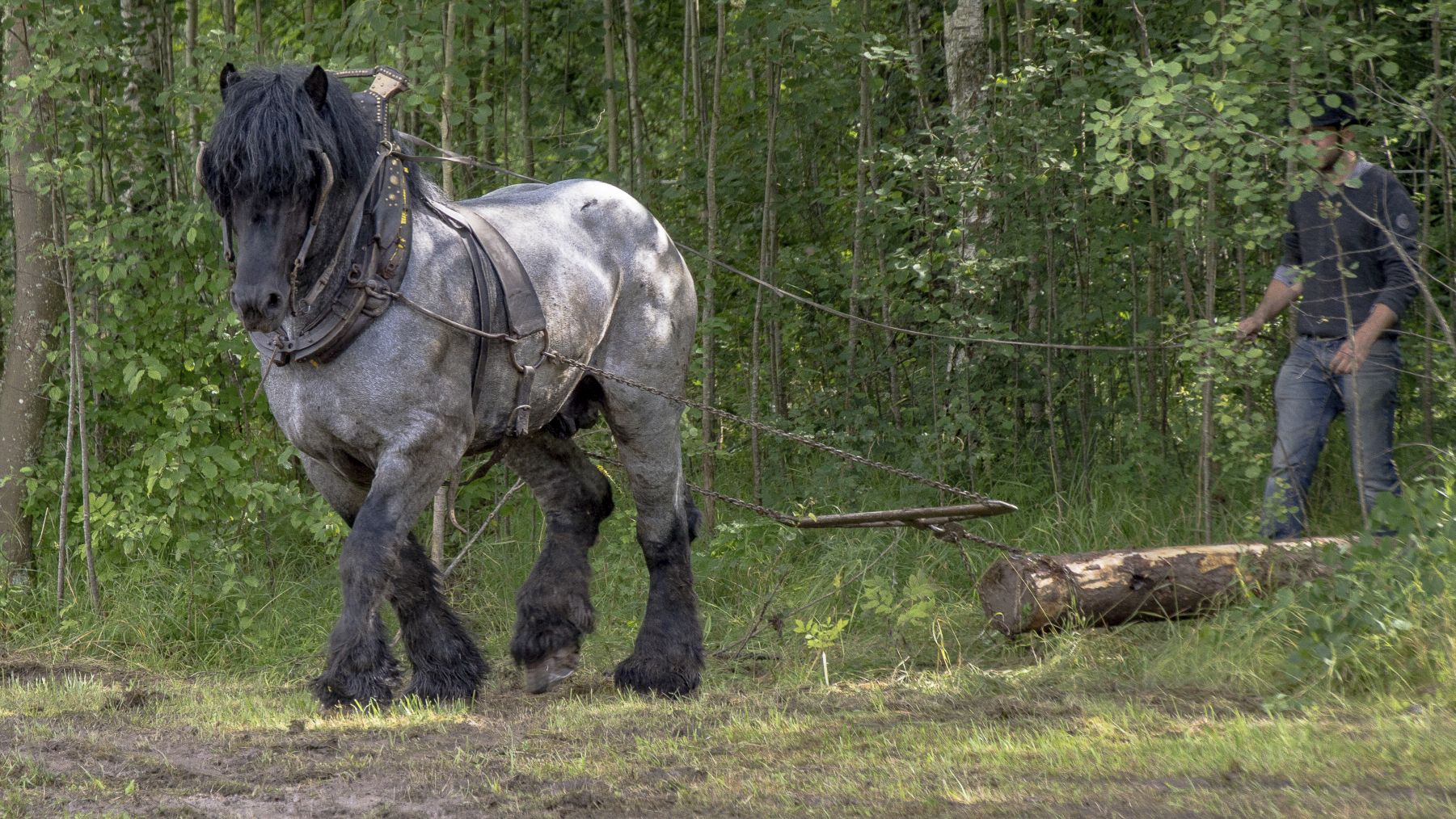 Kaltblüter: Die sanften Riesen im Portrait - Das-Tierlexikon.de