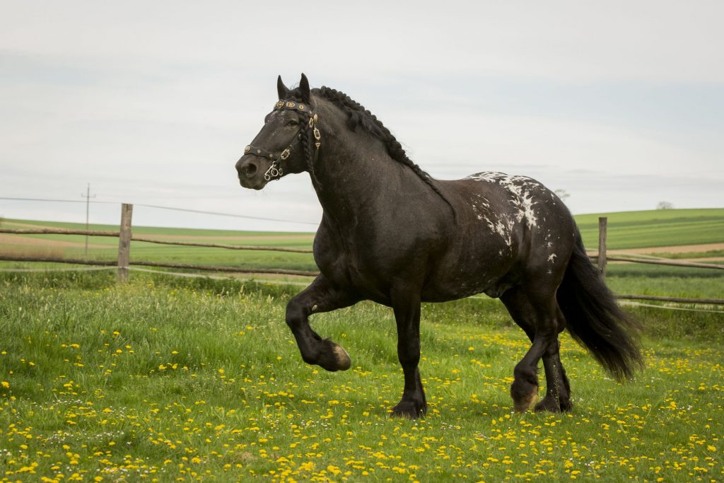Kaltblüter: Die sanften Riesen im Portrait - Das-Tierlexikon.de