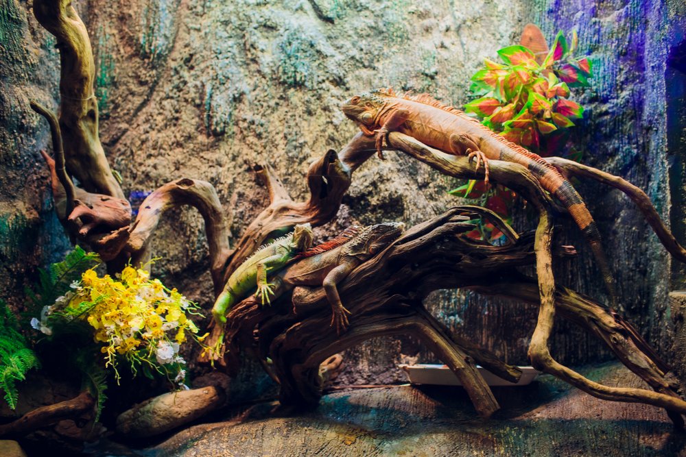 Terrarium: Was Sie wissen sollten, bevor Sie sich ein Terrarium zulegen