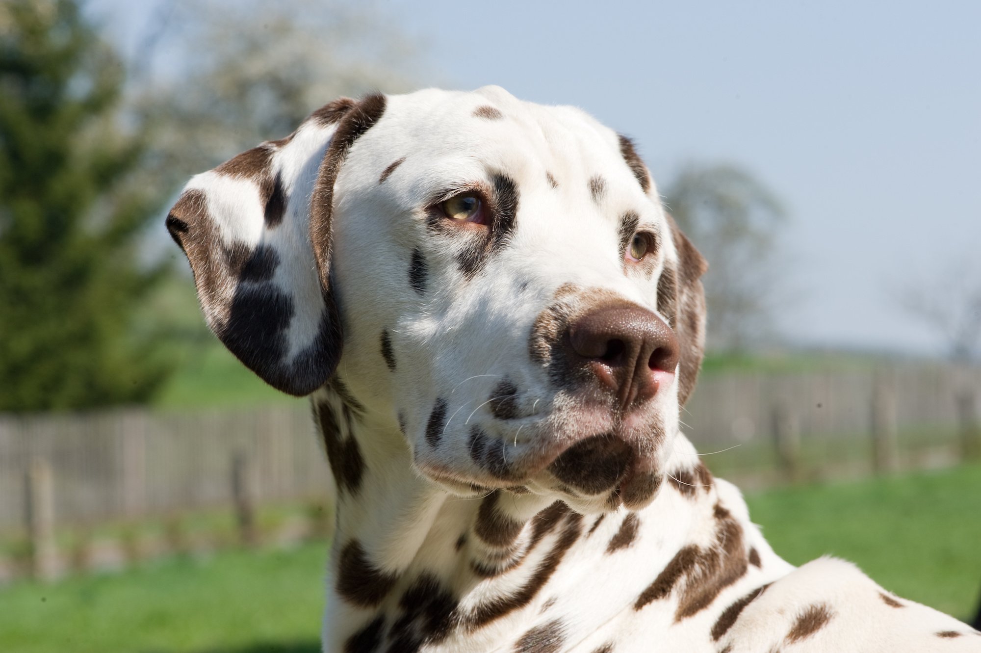 Dalmatiner: Besonderheiten, Haltung und Pflege - Das-Tierlexikon.de