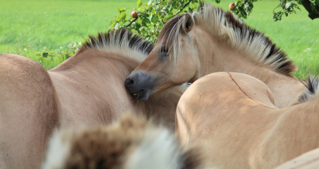 Das Fjordpferd - Der Wikinger unter den Ponys - Das-Tierlexikon.de
