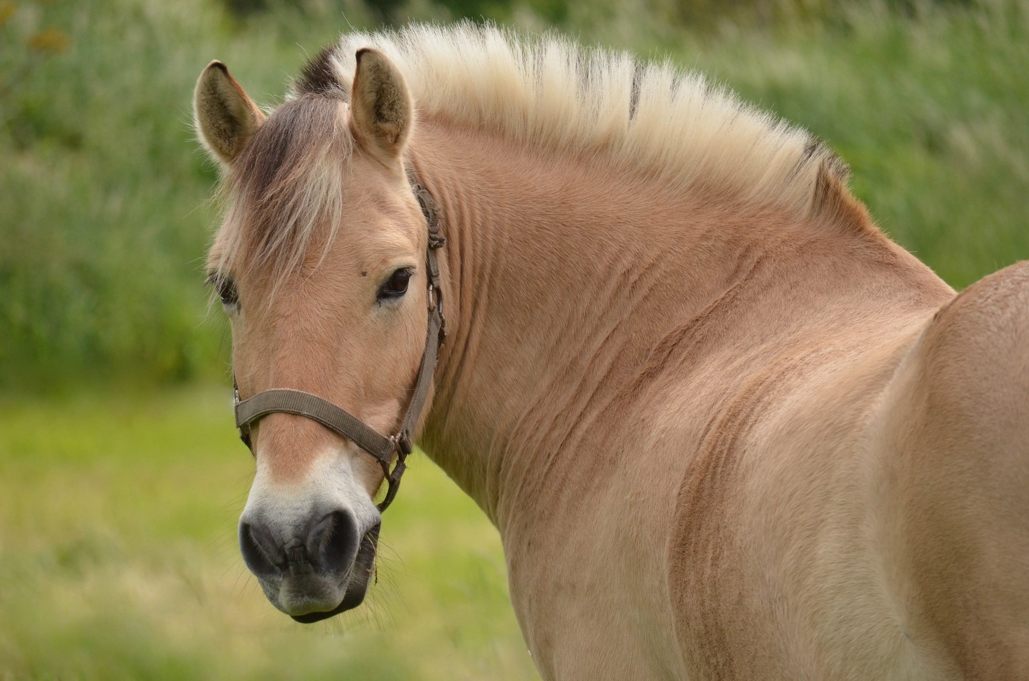 Das Fjordpferd - Der Wikinger unter den Ponys - Das-Tierlexikon.de