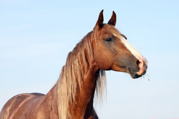 Huftiere - Fotos, hilfreiche Informationen und Steckbriefe rund um Huftiere