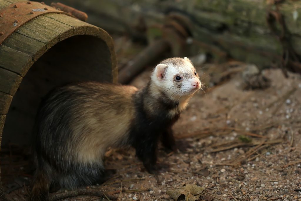 Frettchen: Alles zu Herkunft, Haltung und Pflege - Das-Tierlexikon.de