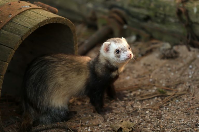 Frettchen: Alles zu Herkunft, Haltung und Pflege - Das-Tierlexikon.de