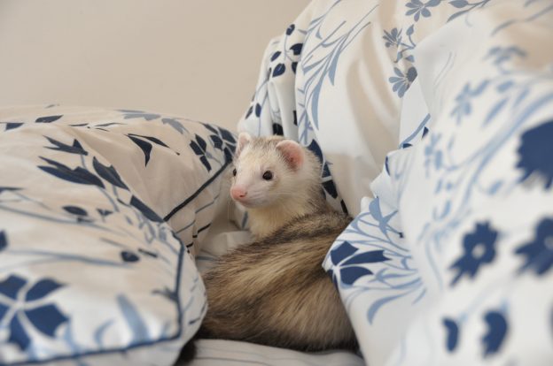 Frettchen: Alles zu Herkunft, Haltung und Pflege - Das-Tierlexikon.de