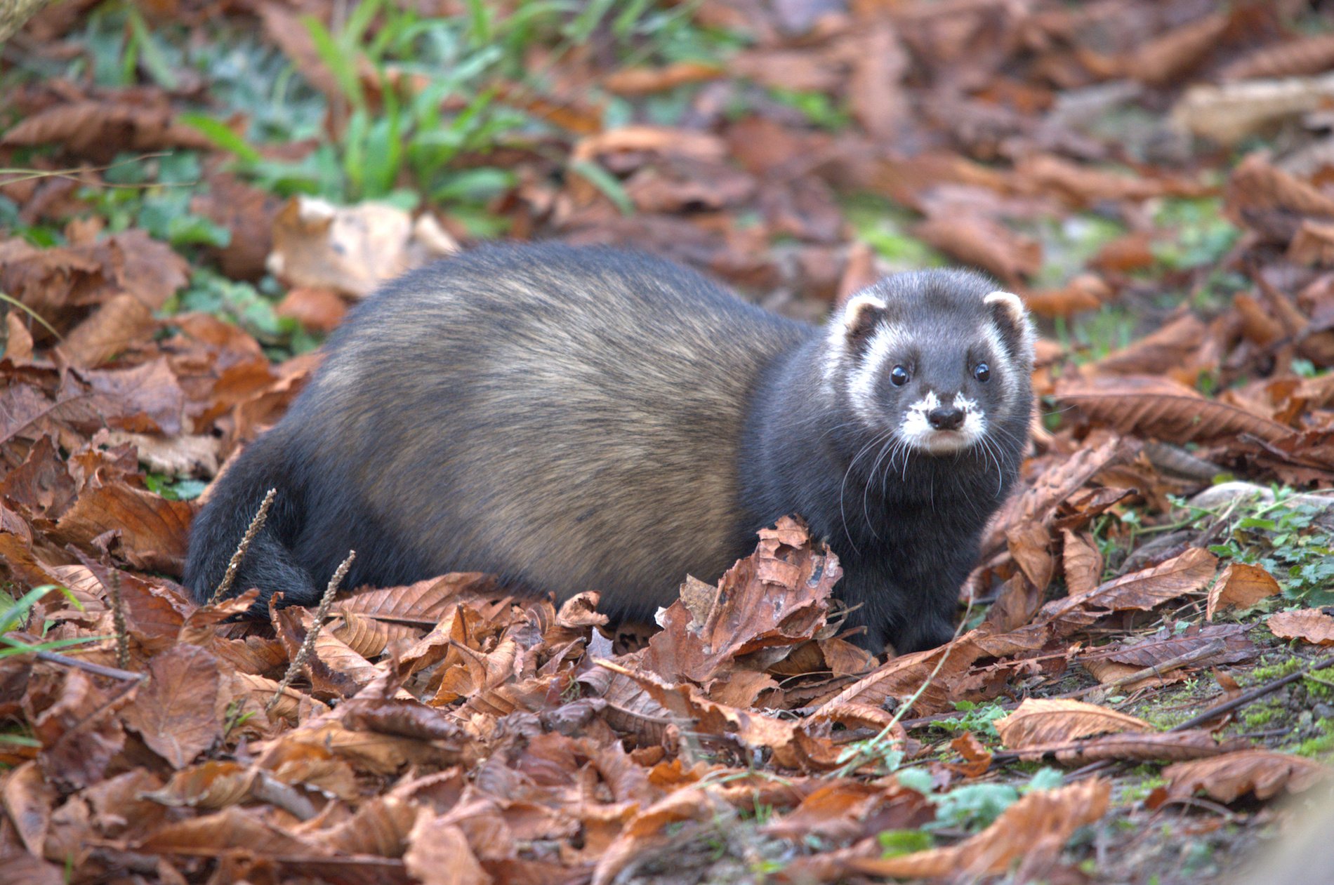 Frettchen: Alles zu Herkunft, Haltung und Pflege - Das-Tierlexikon.de
