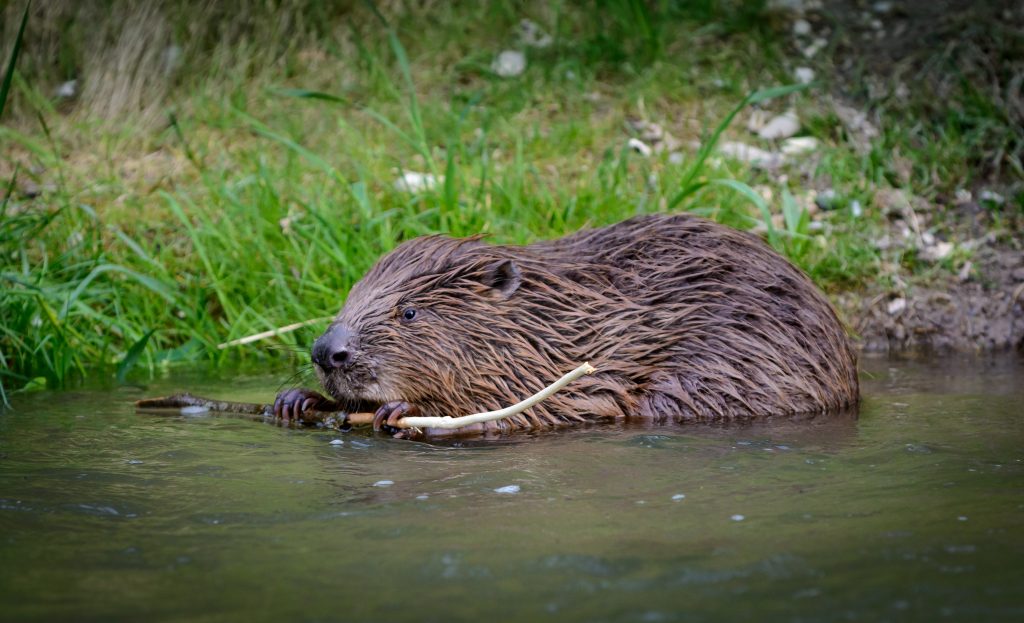 Biber: Wissenswertes zu Aussehen und Lebensweise - Das-Tierlexikon.de