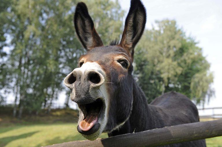 Esel: freundliches Herden- und weltweit verbreitetes Haustier