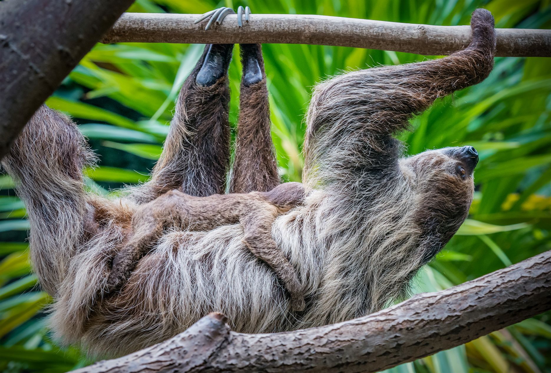 Faultier: Lebensweise und Steckbrief der verschiedenen Arten