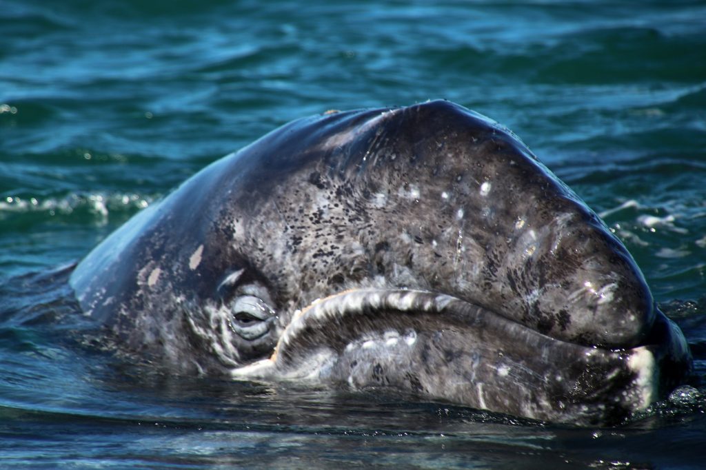 Wale - Bilder, Merkmale und Lebensweise der größten Tiere der Welt