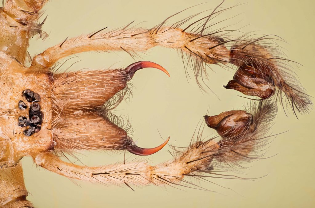 Winkelspinne: nützlicher, weit verbreiteter und ungefährlicher Hausgast