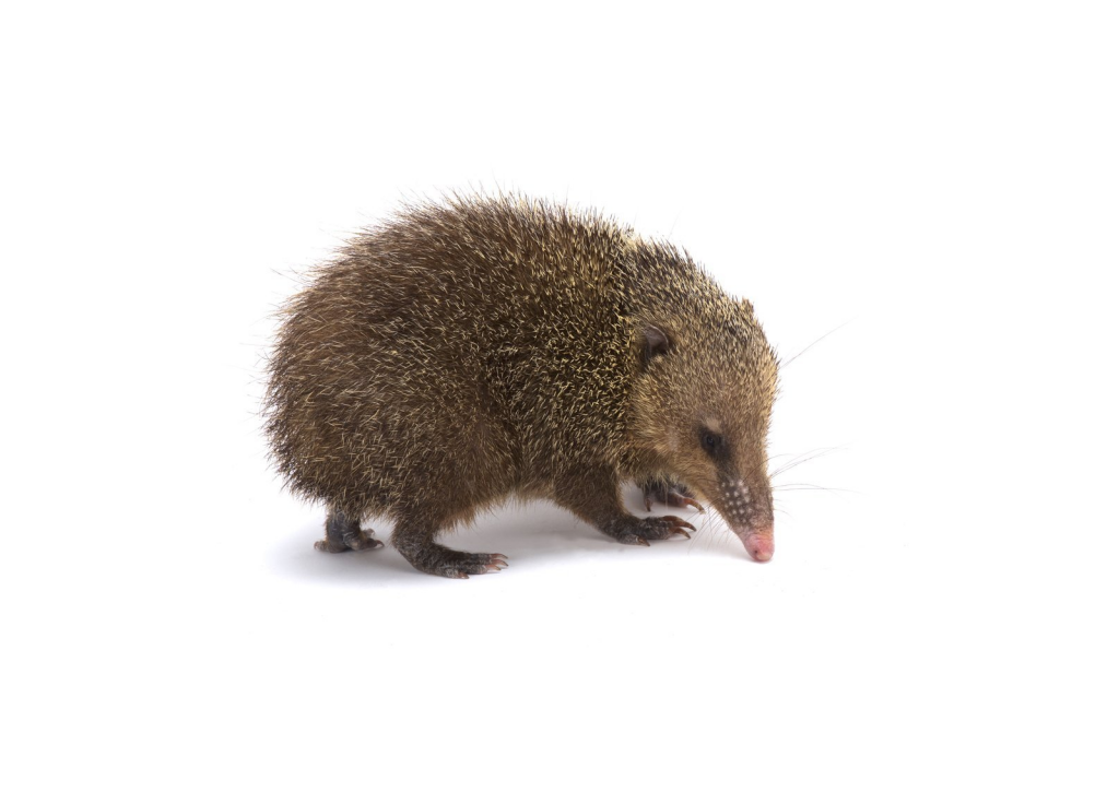 Tanreks - Bilder und Informationen rund um die exotischen Tiere