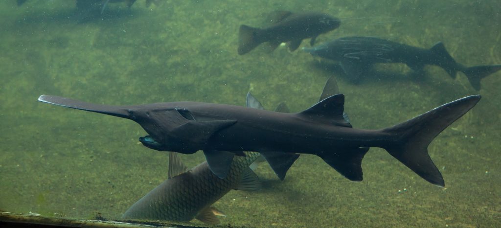 Knochenfische - Infos, Bilder und Fotos zu der Unterart der Fische