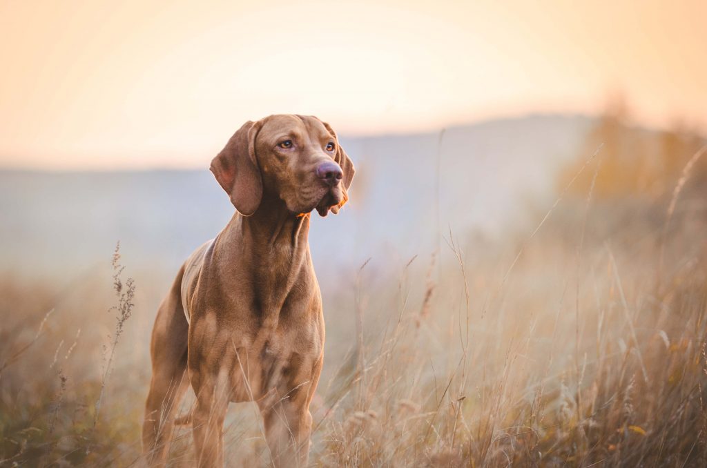 Magyar Vizsla: Der ungarische Jagdhund mit sonnigem Naturell