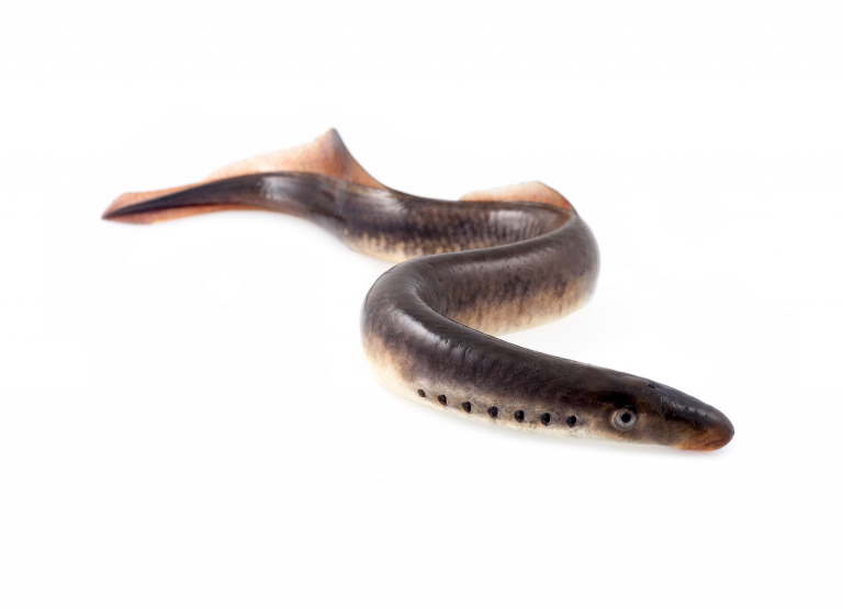 Bilateria - Umfangreiche Infos und Fotos zu bilateralsymmetrischen Tieren