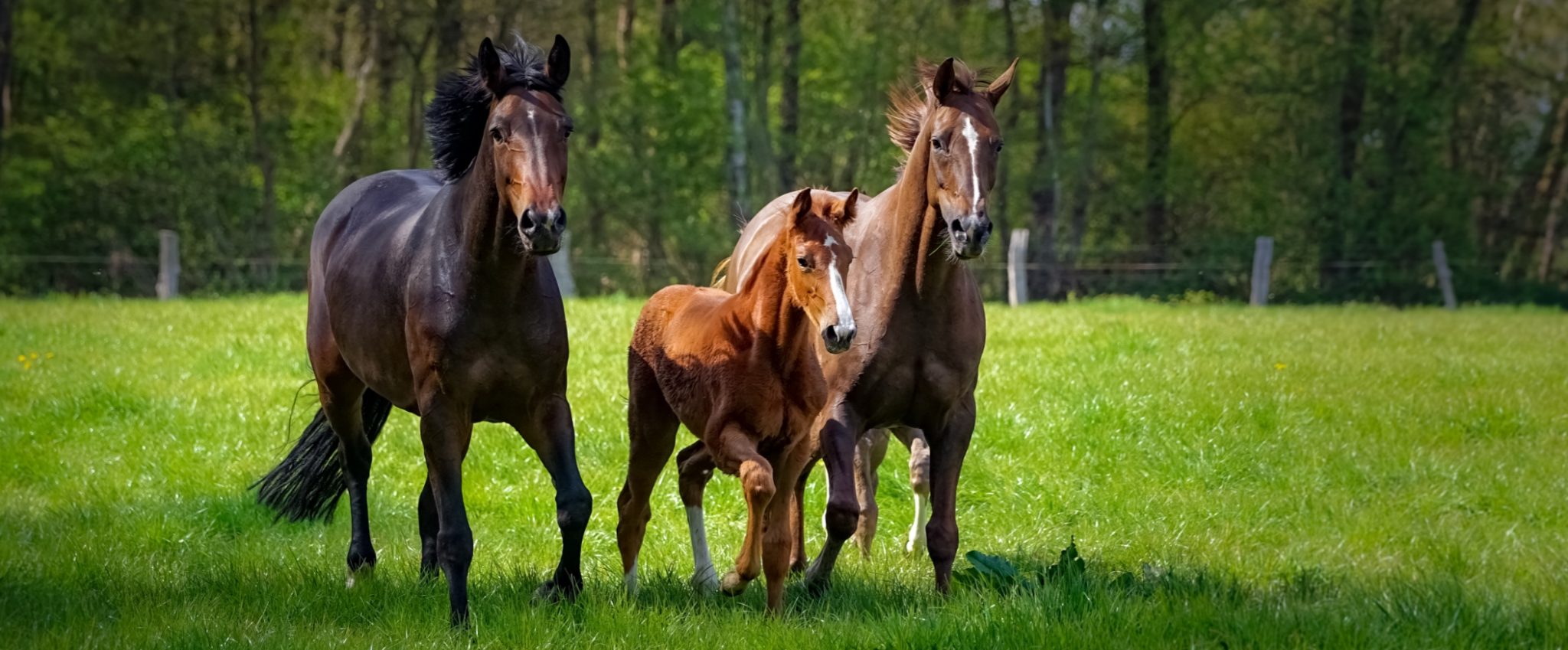 Huftiere - Fotos, hilfreiche Informationen und Steckbriefe rund um Huftiere