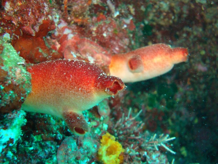 Bilateria - Umfangreiche Infos und Fotos zu bilateralsymmetrischen Tieren