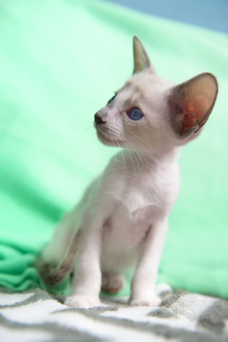 Siamkatze: Die charmante Exotin im Portrait - Das-Tierlexikon.de