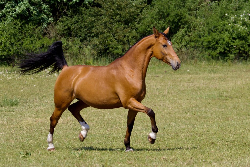 Warmblut: Elegantes Allroundtalent im Freizeit- und Turnierbereich