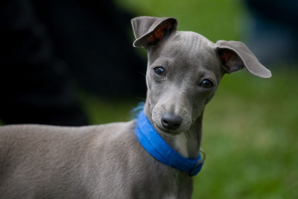 Windhund: Schnelle Läufer mit ausgeprägtem Jagdtrieb - das Tierlexikon