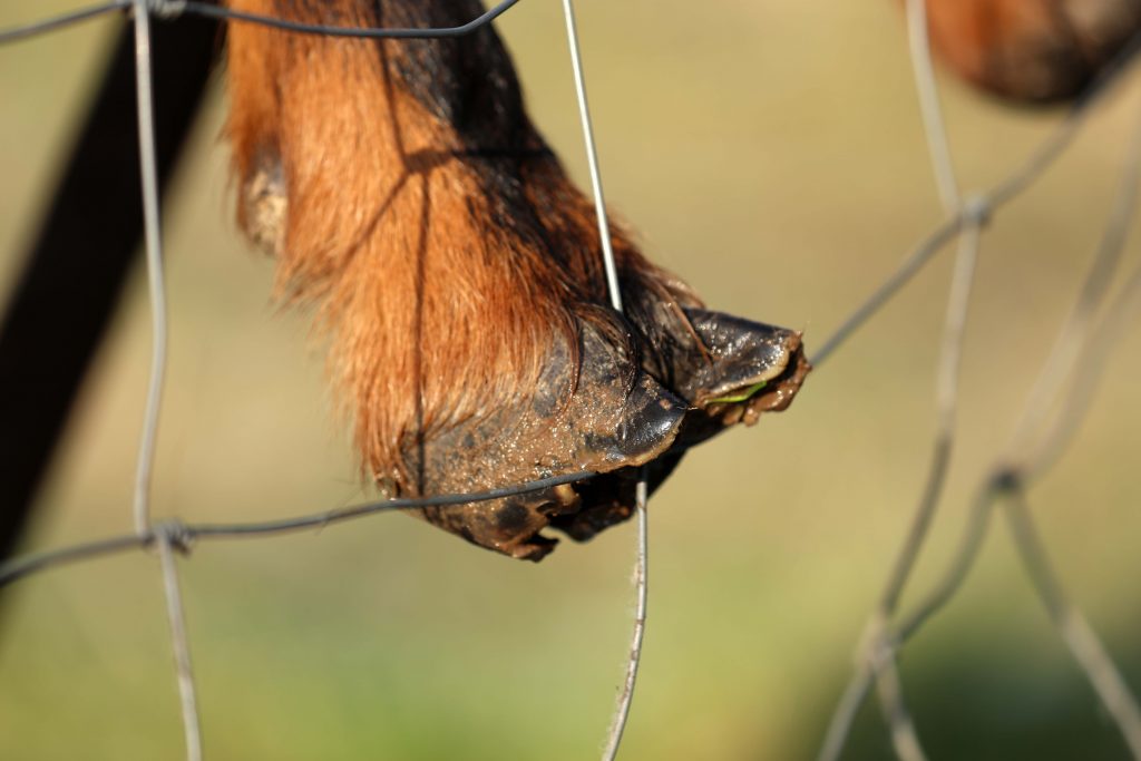 Ziege: Geschichte, Lebensweise und Tipps zur Haltung - das-tierlexikon.de